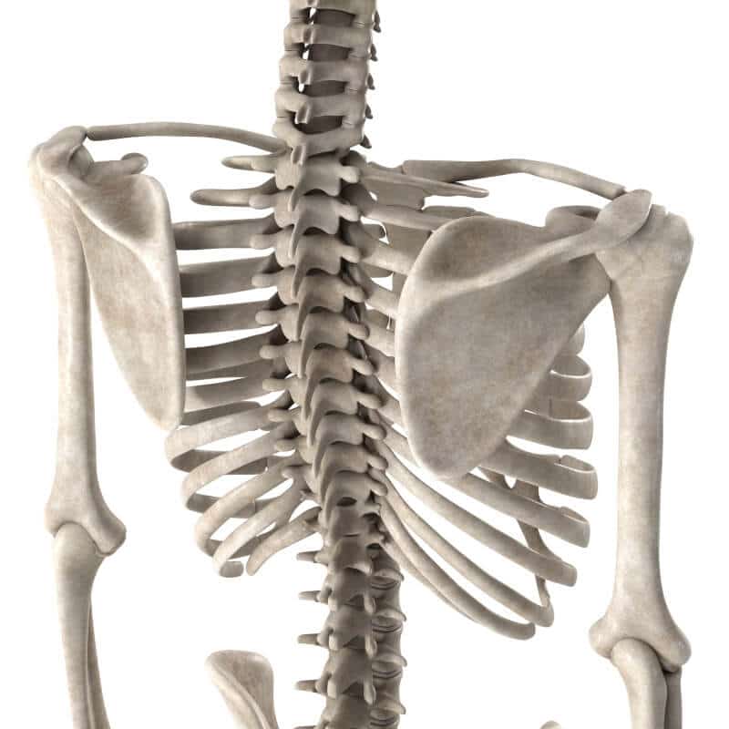 BWS-Blockade & BWS-Syndrom: Ursachen und Übungen | Liebscher & Bracht