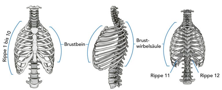 BWS-Blockade & BWS-Syndrom: Ursachen und Übungen | Liebscher & Bracht