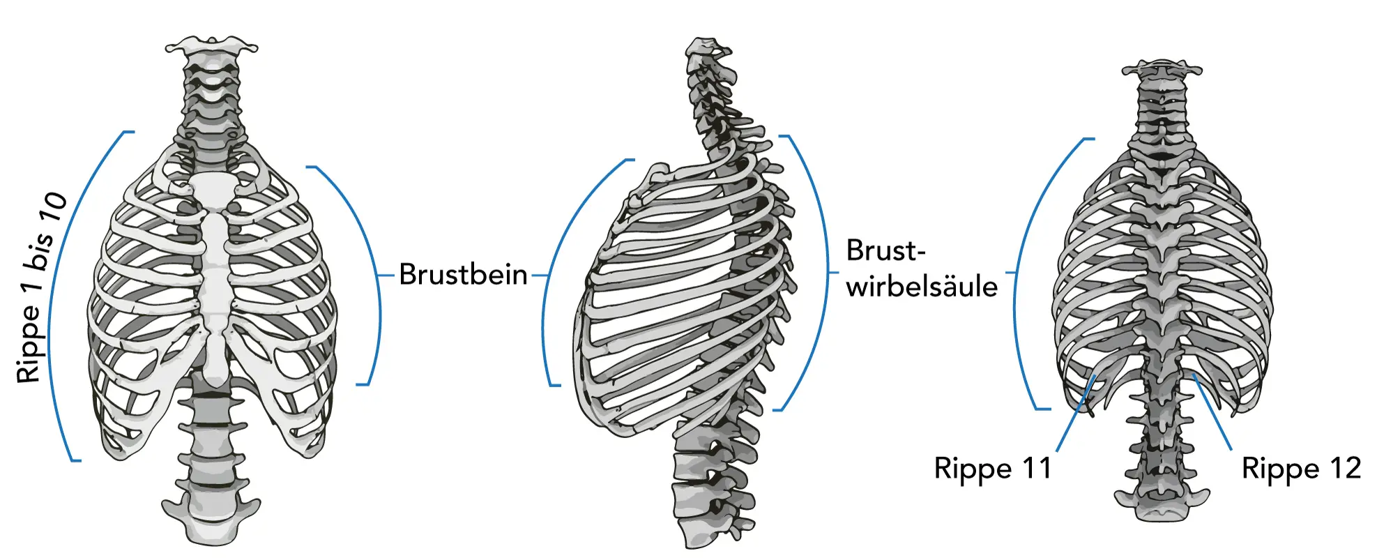 BWS-Blockade & BWS-Syndrom: Ursachen und Übungen | Liebscher & Bracht