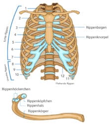 BWS-Blockade & BWS-Syndrom | Liebscher & Bracht