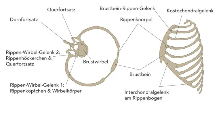 BWS-Blockade & BWS-Syndrom | Liebscher & Bracht