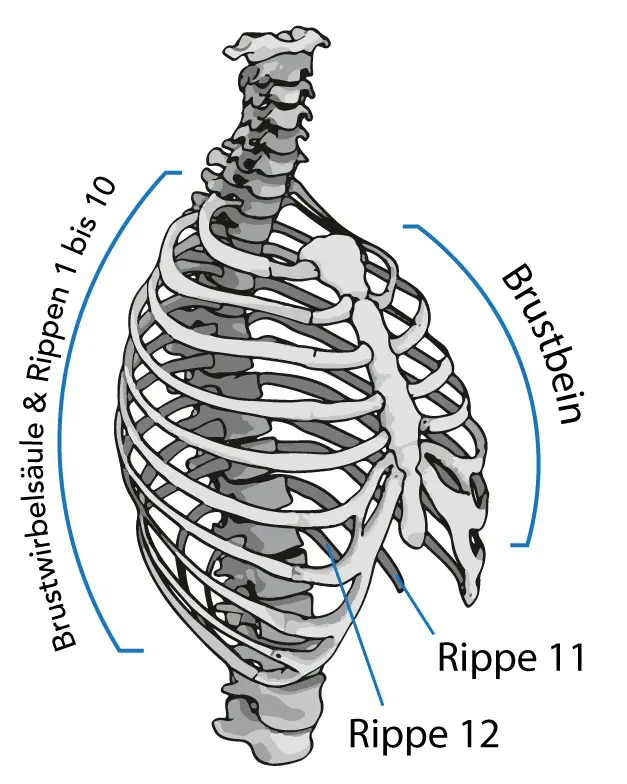 BWS-Blockade & BWS-Syndrom: Ursachen und Übungen | Liebscher & Bracht