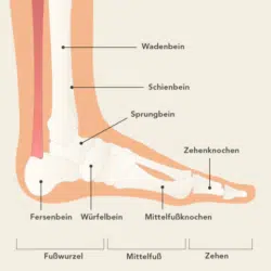 Arthrose im Fuß: Das hilft bei Schmerzen | Liebscher & Bracht