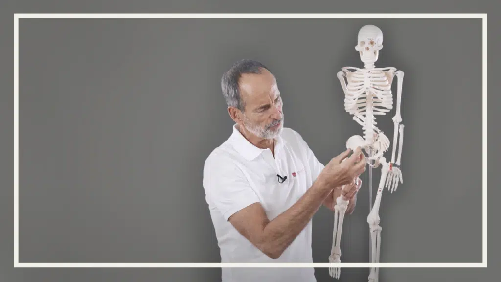 Coxarthrose (Hüftarthrose) | Liebscher & Bracht