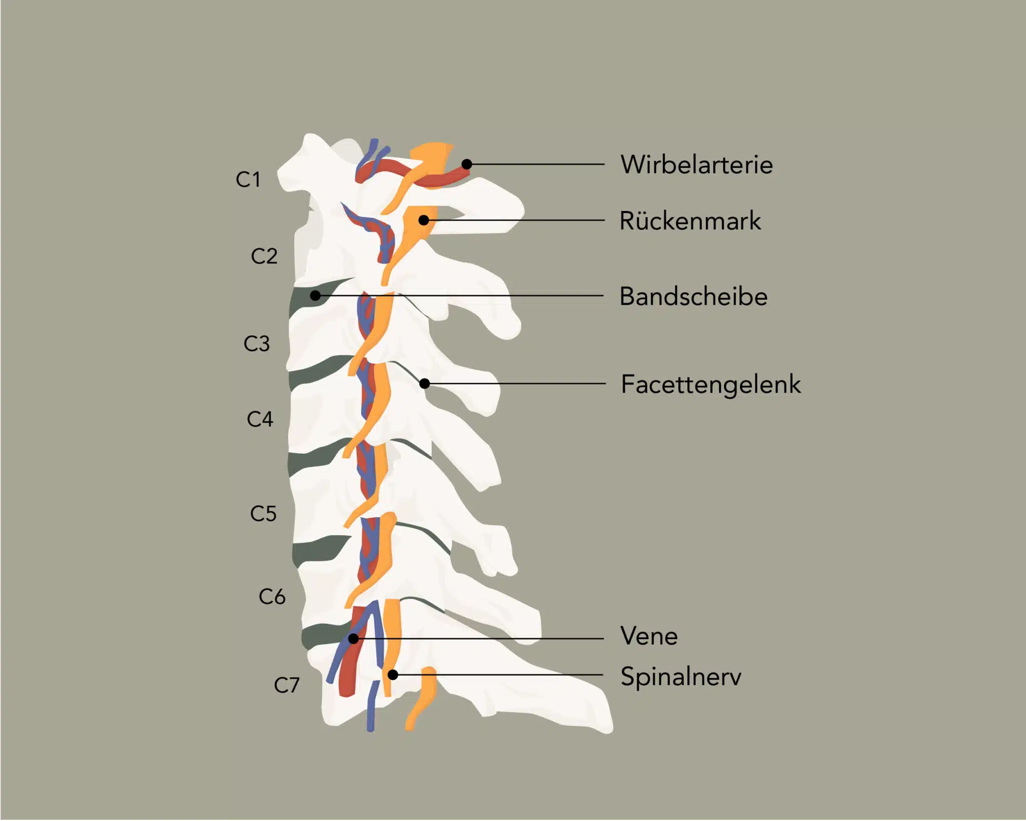 HWS-Syndrom: Symptome, Ursachen und Behandlung